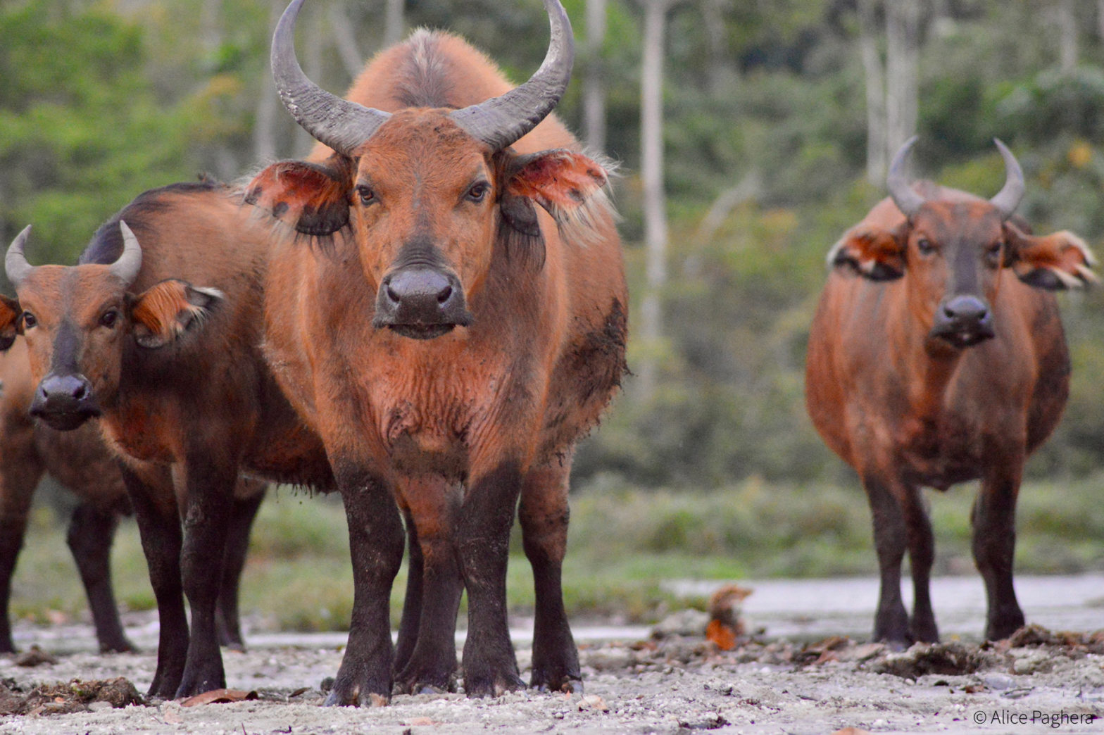 Buffalo - Godfather of the African bushveld - Africa Geographic