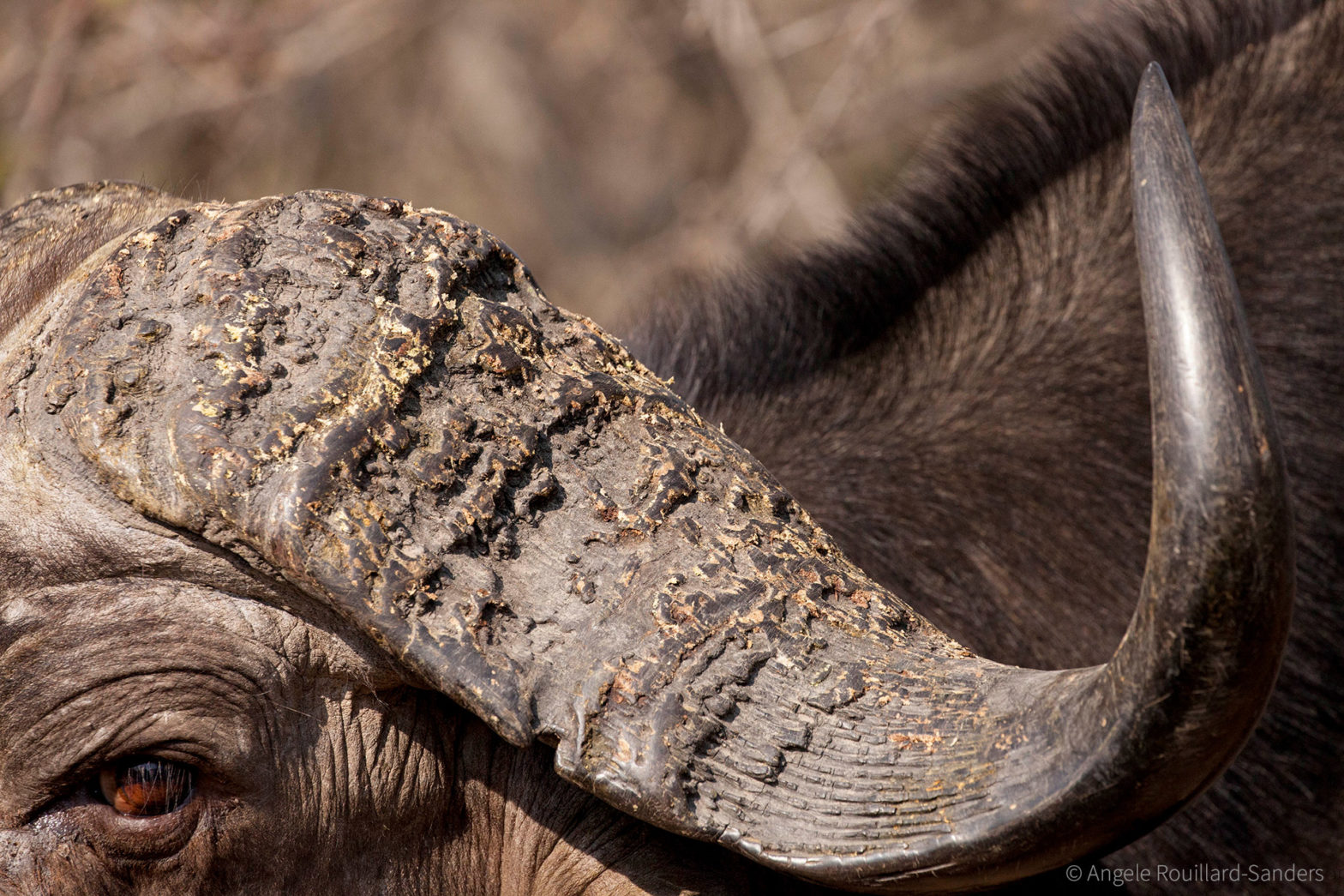 Buffalo - Godfather of the African bushveld - Africa Geographic
