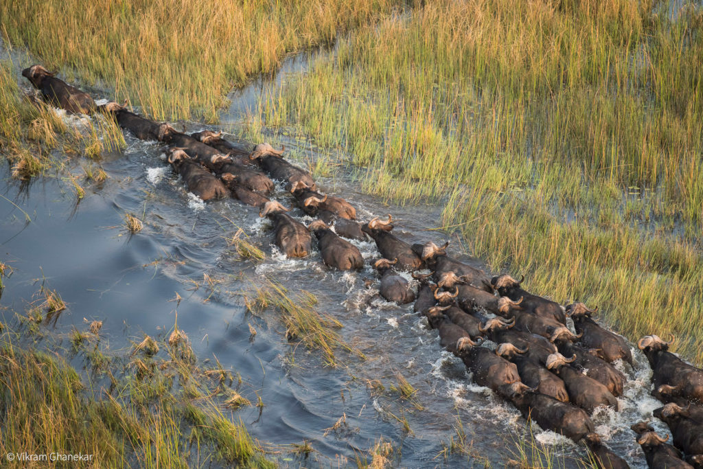 Buffalo - Godfather of the African bushveld - Africa Geographic