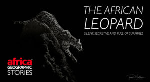 Leopards: silent, secretive and full of surprises - Africa Geographic