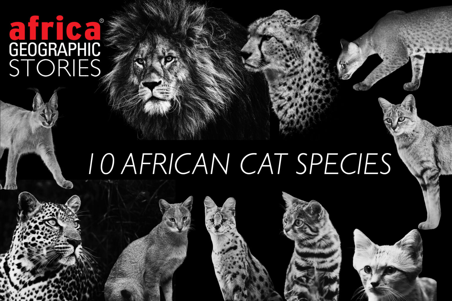 Come on safari with us to find Africa's 10 cat species