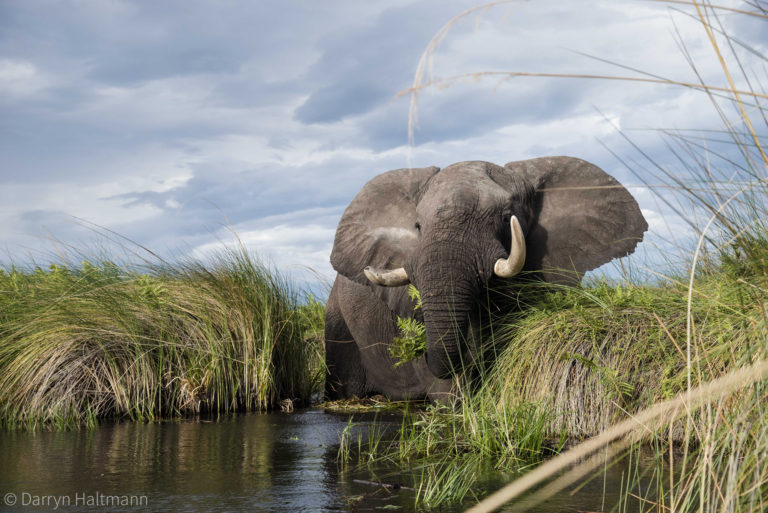 Understanding the Okavango Delta - Africa Geographic