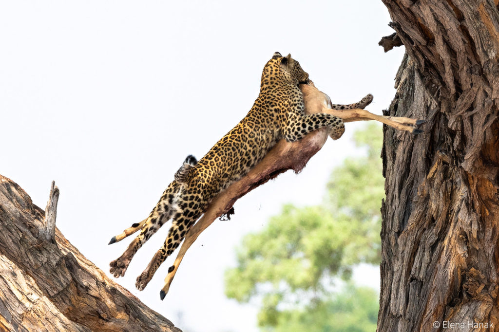 Leopards: silent, secretive and full of surprises - Africa Geographic