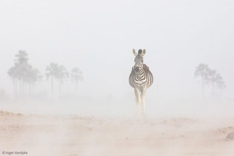 Botswana’s zebra migrations - Africa Geographic