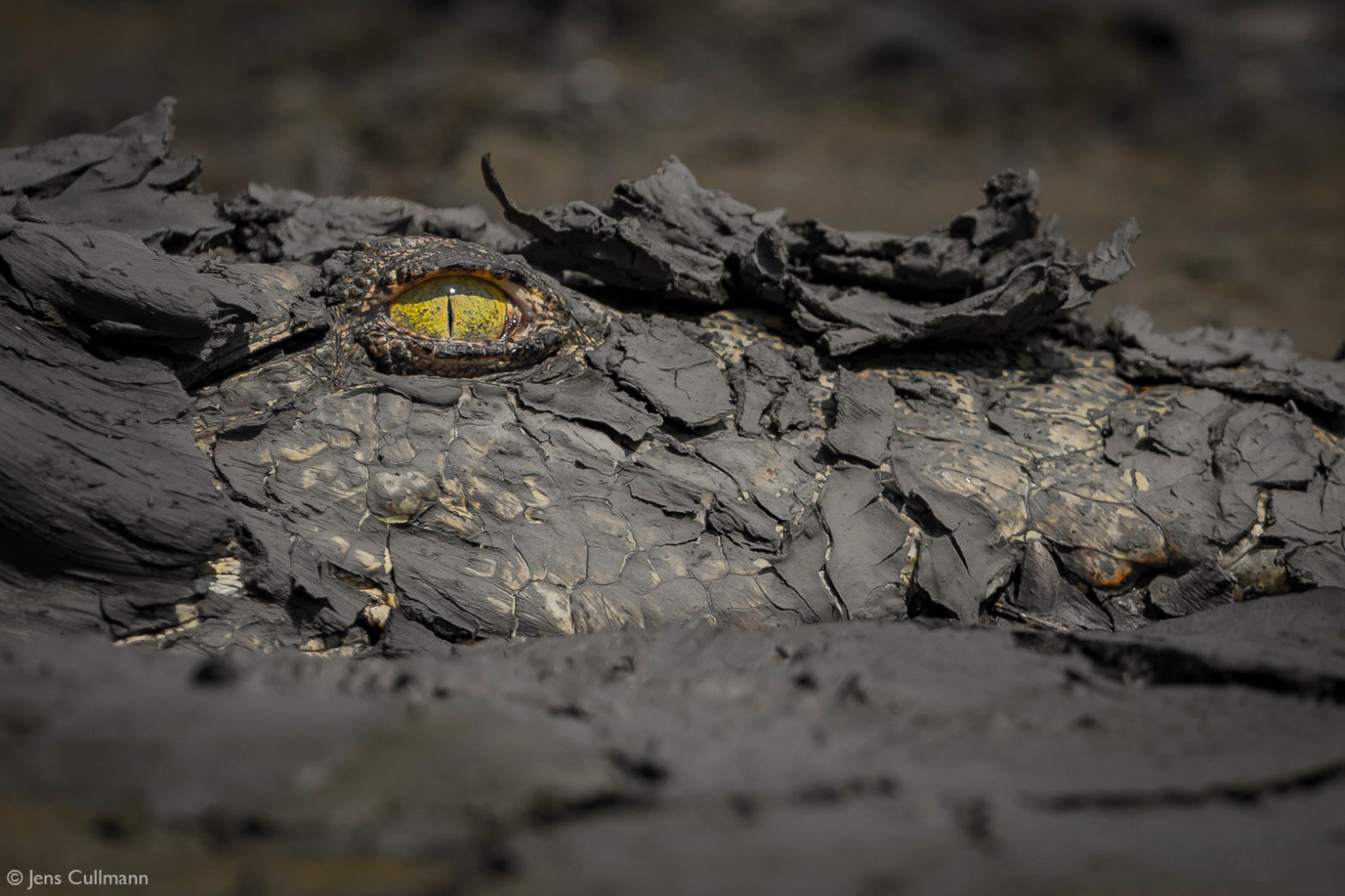 Photographer of the Year 2020 Winners - Africa Geographic