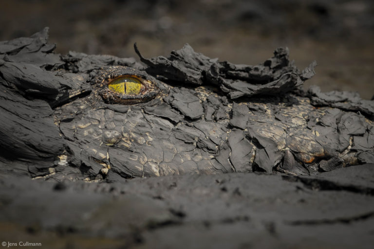 Photographer of the Year 2020 Winners - Africa Geographic
