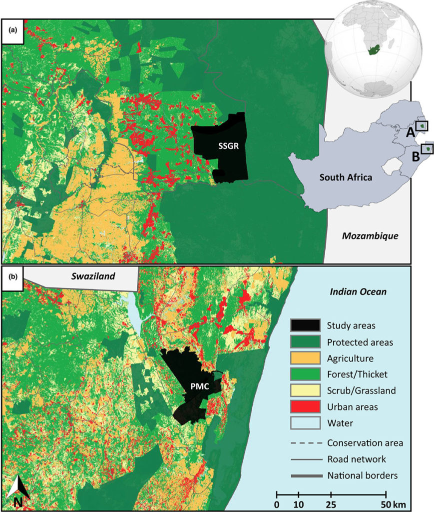 Human impact results in leopard inbreeding - research - Africa Geographic