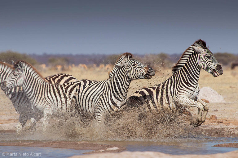 Botswana’s zebra migrations - Africa Geographic