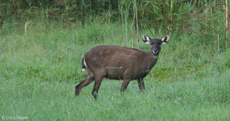 Sitatunga - Africa Geographic