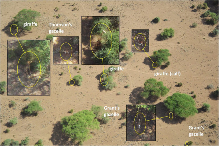 Counting animals - the technology helping conservationists - Africa ...