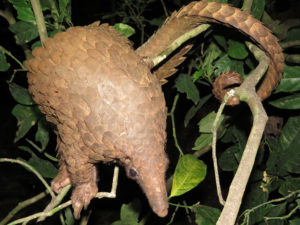 5,5 million hectare Chinko basin in CAR now under African Parks ...