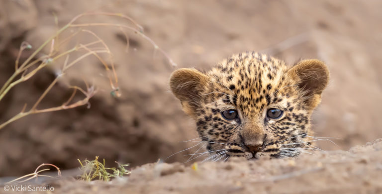 Leopards: silent, secretive and full of surprises - Africa Geographic