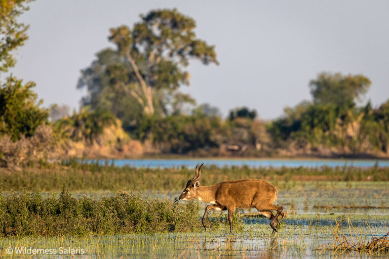 Sitatunga - Africa Geographic