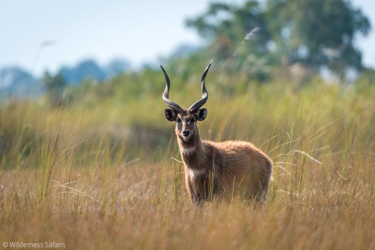 Sitatunga - Africa Geographic