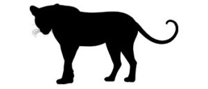 Leopards: silent, secretive and full of surprises - Africa Geographic