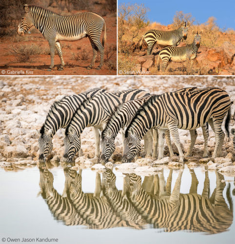 Zebra - Africa Geographic