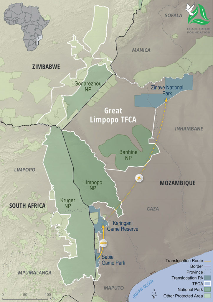 A plane full of hyenas - Africa Geographic