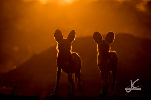 Jens Cullmann, 2020 Photographer of the Year - gallery one - Africa ...