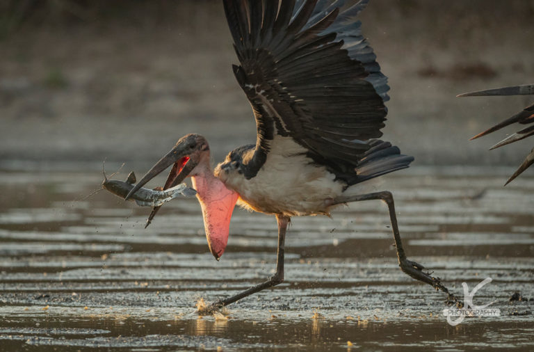 Jens Cullmann, 2020 Photographer of the Year - gallery one - Africa ...