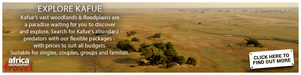 9 Fascinating baobab tree facts - Africa Geographic