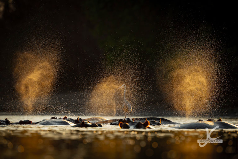 Jens Cullmann, 2020 Photographer of the Year - gallery one - Africa ...