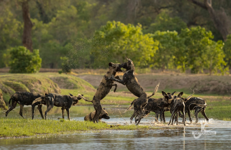 Jens Cullmann, 2020 Photographer of the Year - gallery one - Africa ...
