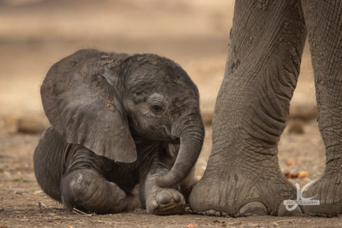 Jens Cullmann, 2020 Photographer of the Year - gallery one - Africa ...
