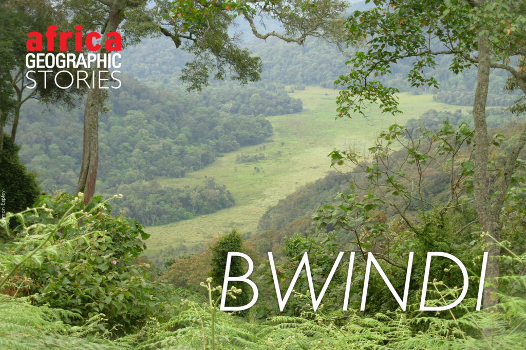 Bwindi - Africa Geographic