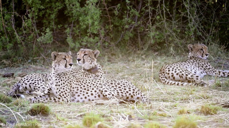 Cheetah brothers go on international walkabout - Africa Geographic