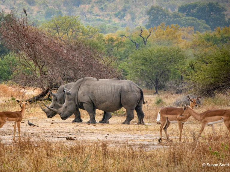 Will legal international rhino horn trade save wild rhino populations ...