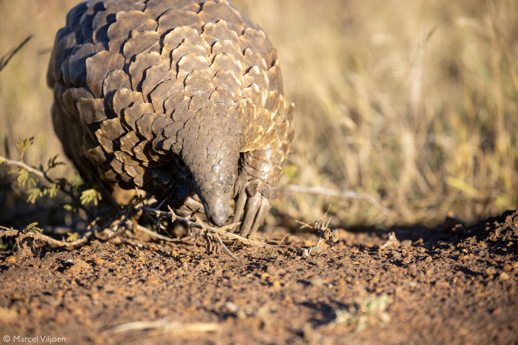 Rescued pangolins given a rare second chance - Africa Geographic