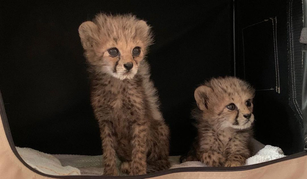 8 Cheetah cubs rescued in Somaliland - destined for illegal pet trade ...