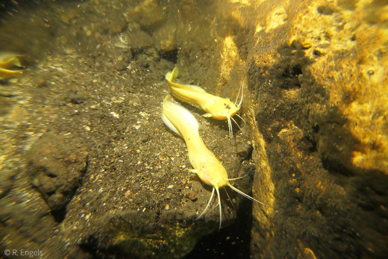 Swimming blind – why critically endangered blind cave catfish needs ...