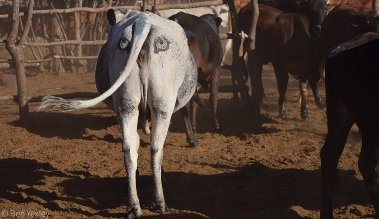 Keeping an eye on predators - Africa Geographic