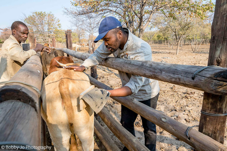 Keeping an eye on predators - Africa Geographic