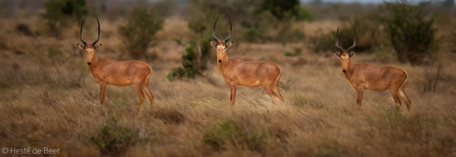 Enjoy a Tsavo safari with us