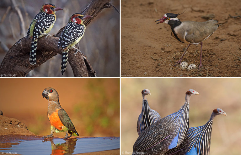 Enjoy a Tsavo safari with us