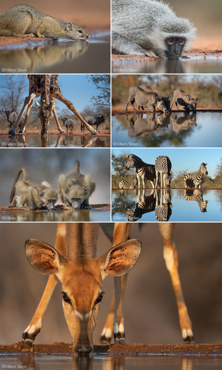 A different safari - photographic hides - Africa Geographic