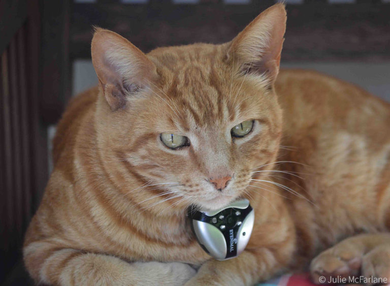 Domestic cat predation on wild animals in Cape Town - Africa Geographic