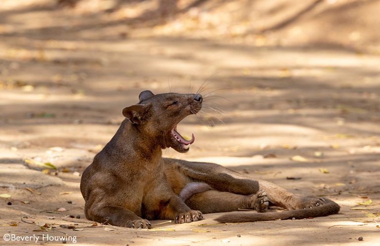 FOSSA: 5 fascinating facts - Africa Geographic