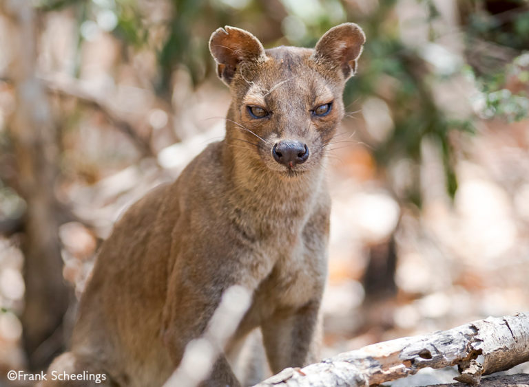 FOSSA: 5 fascinating facts - Africa Geographic