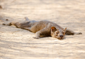 FOSSA: 5 fascinating facts - Africa Geographic