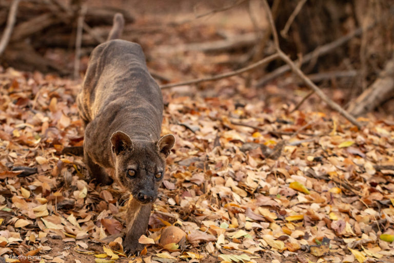 FOSSA: 5 fascinating facts - Africa Geographic