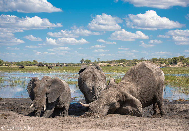 The importance of adult male elephants - Africa Geographic