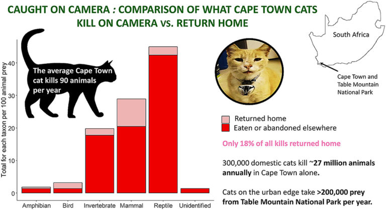 Domestic cat predation on wild animals in Cape Town - Africa Geographic