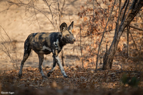 Africa's Wild Dogs - A Survival Story - Africa Geographic