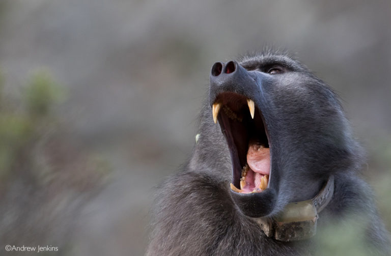 Chacma Baboon - Africa Geographic