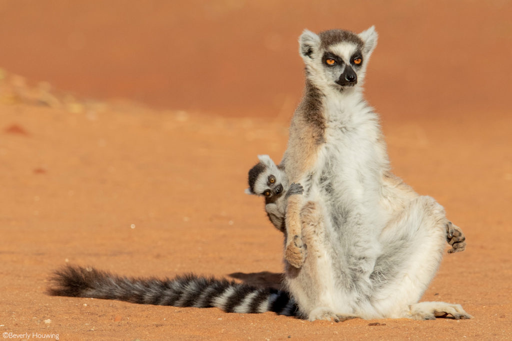 Come find lemurs in Madagascar with us