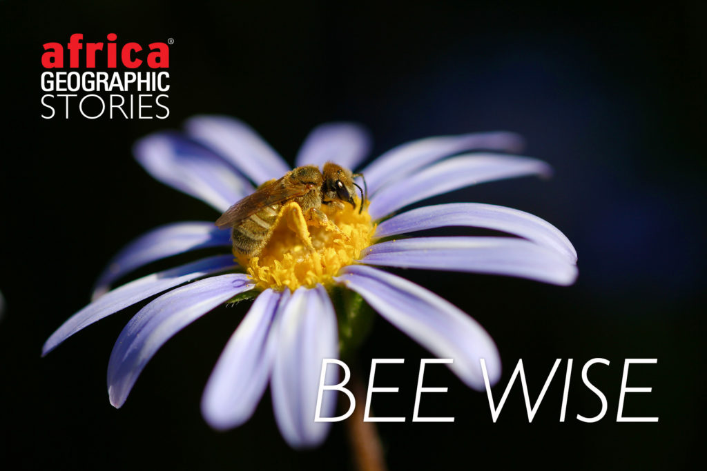 Bee wise - Africa Geographic