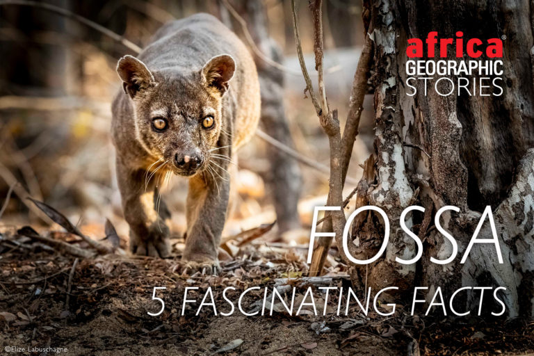 FOSSA: 5 fascinating facts - Africa Geographic